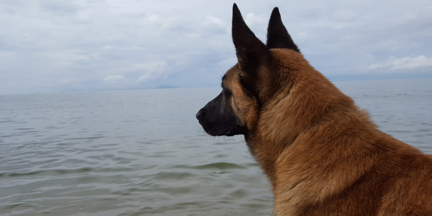 Instinct Animals for Film | Animal Actors & Wolves for Film