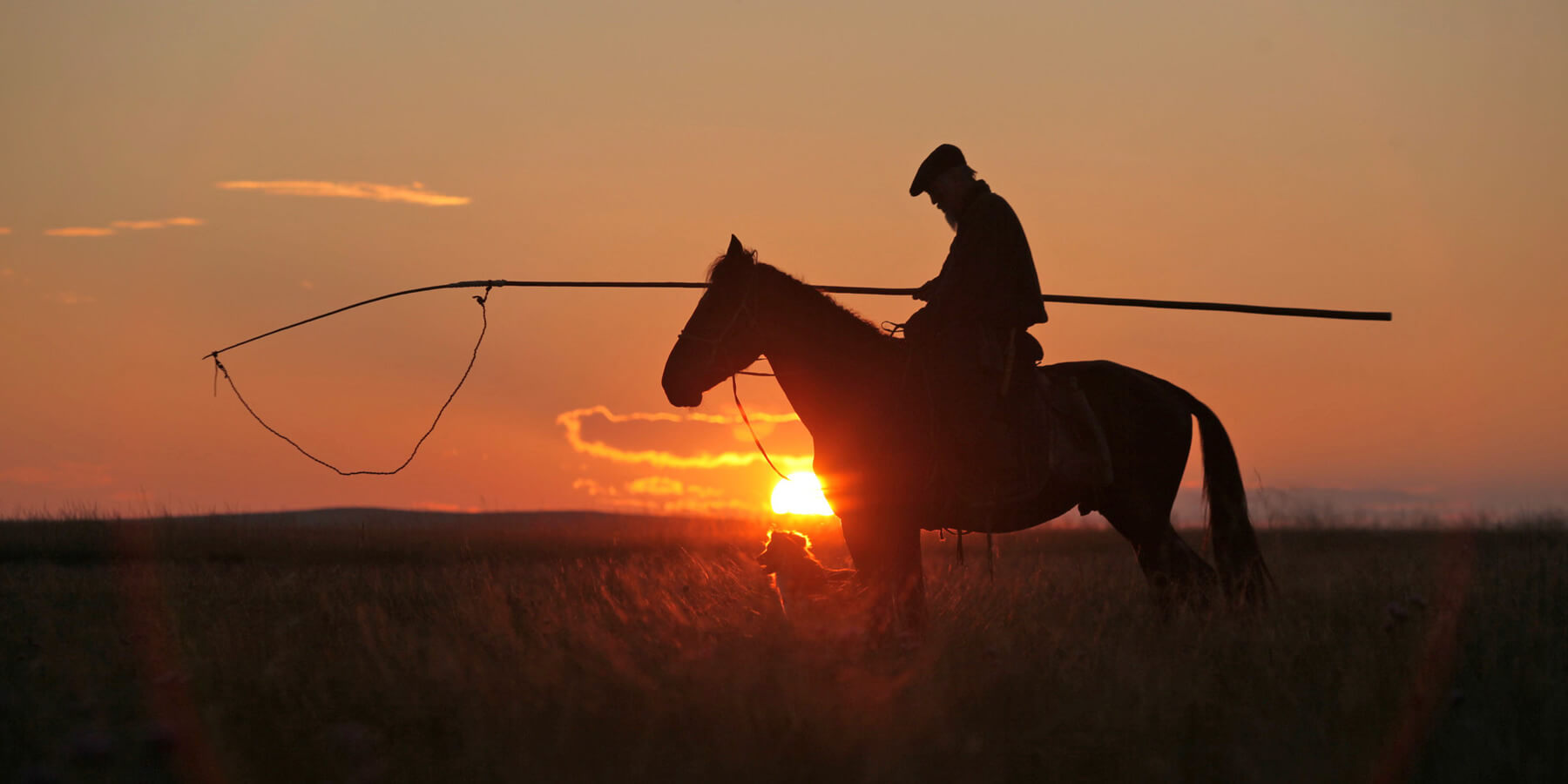 Instinct Animals for Film | Animal Actors & Wolves for Film